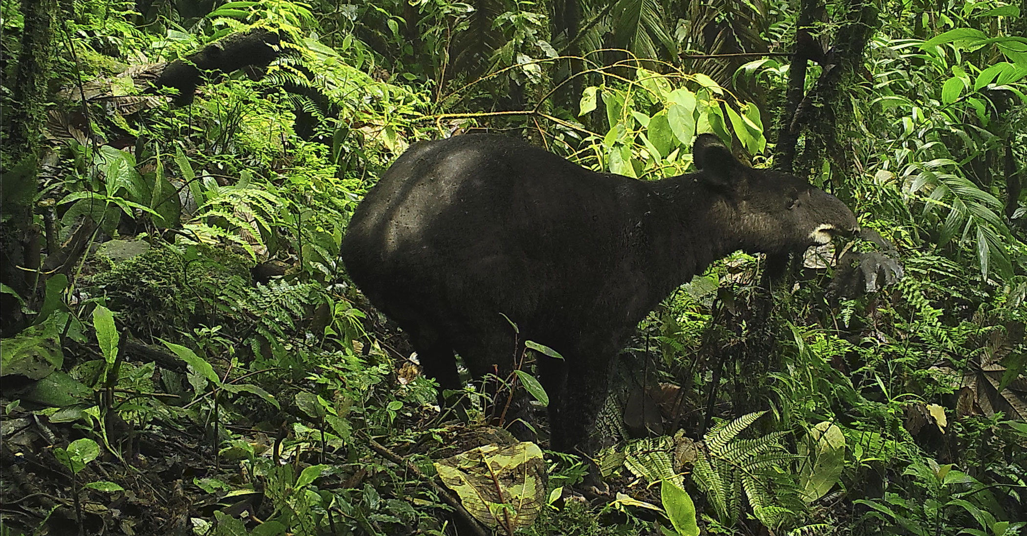 Mountain Tapir Conservation